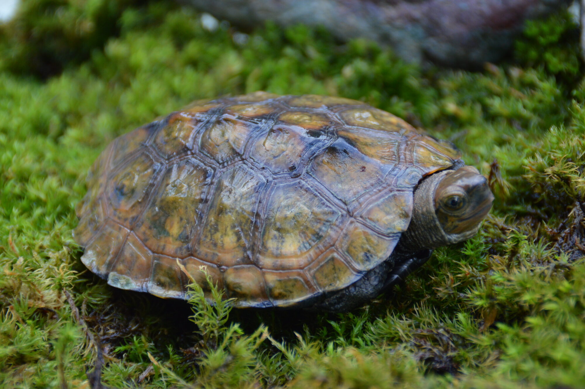 M.japonica.001-03 | ANIMA