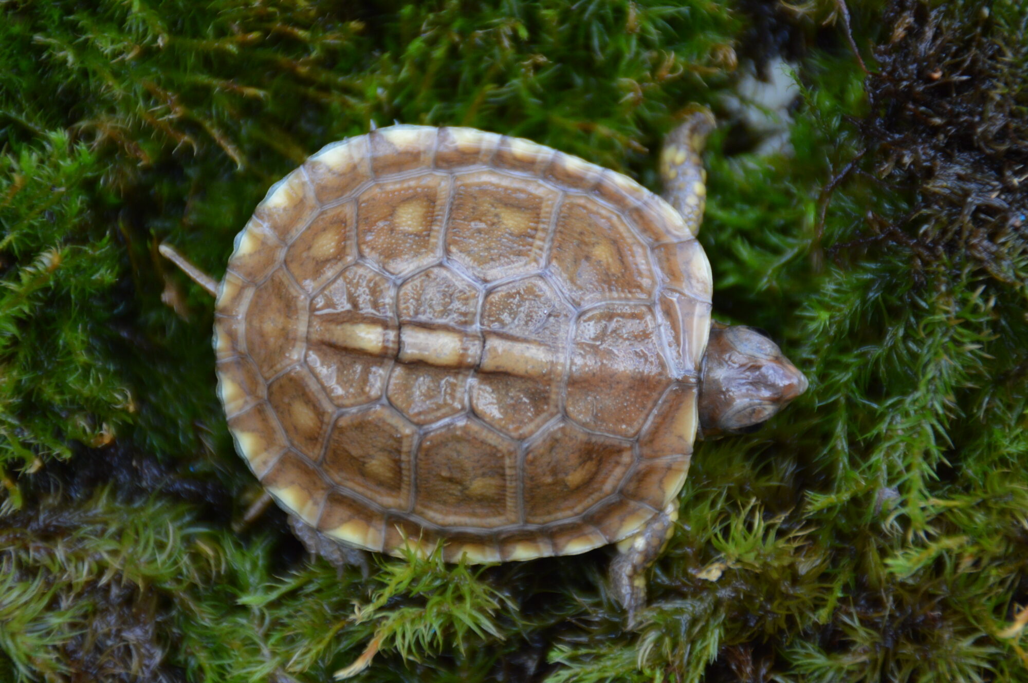 T.c.major.007-01 | ANIMA