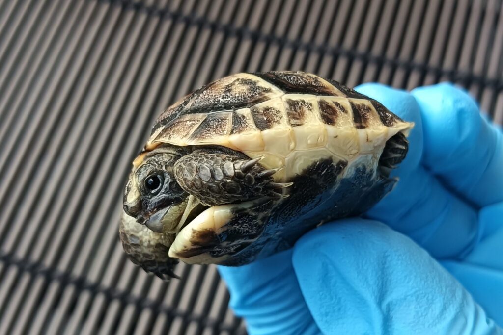 NEW Arrivals：T.m.marginata , T.g.ibera. and more. | ANIMA