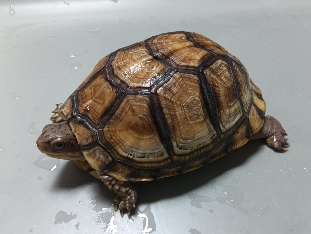 ガルフコーストハコガメ（イエロー）g01023 | ANIMA